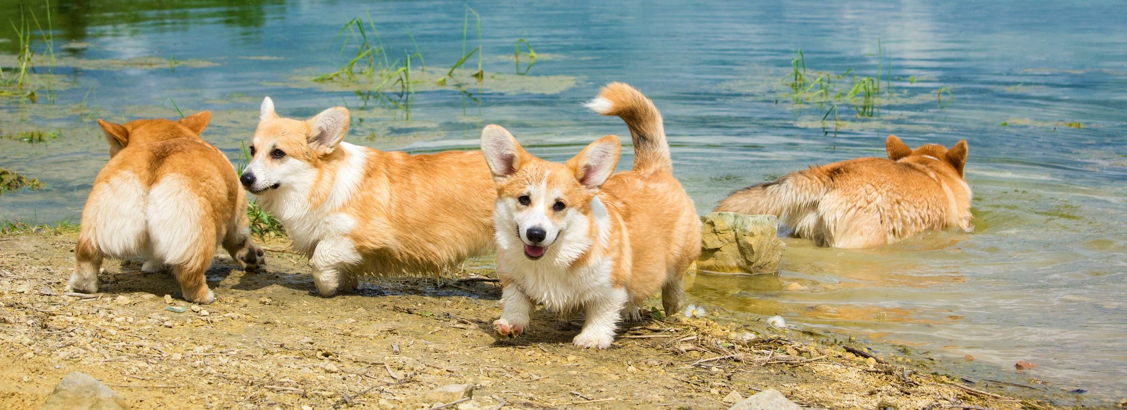 Corgi Poradnik - Welsh Corgi Pembroke Hodowla